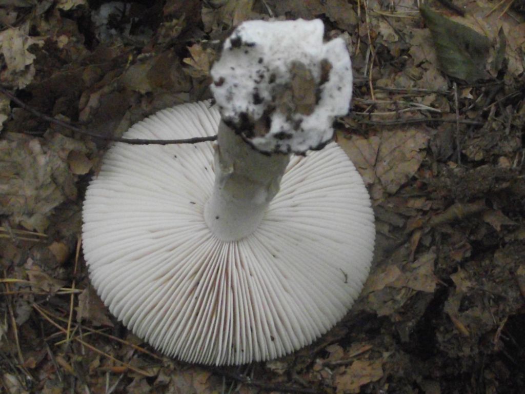 Grauer Wulstling, lat. Amanita excelsa - Steckbrief: Einordnung ...