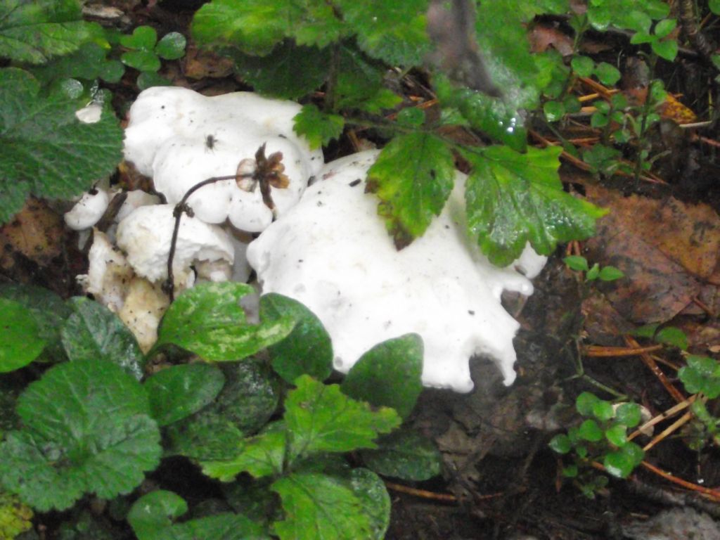 Strohblasser Ritterling (Tricholoma album) » Bestimmung & Steckbrief ...