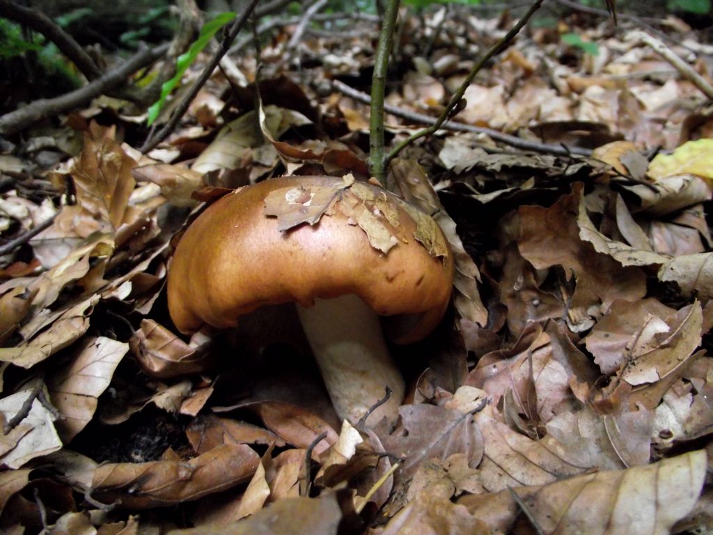 Gelbblättriger Ritterling, lat. Tricholoma fulvum - Steckbrief ...