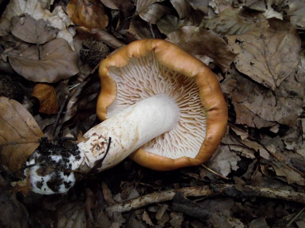 Gelbblättriger Ritterling, lat. Tricholoma fulvum - Steckbrief ...