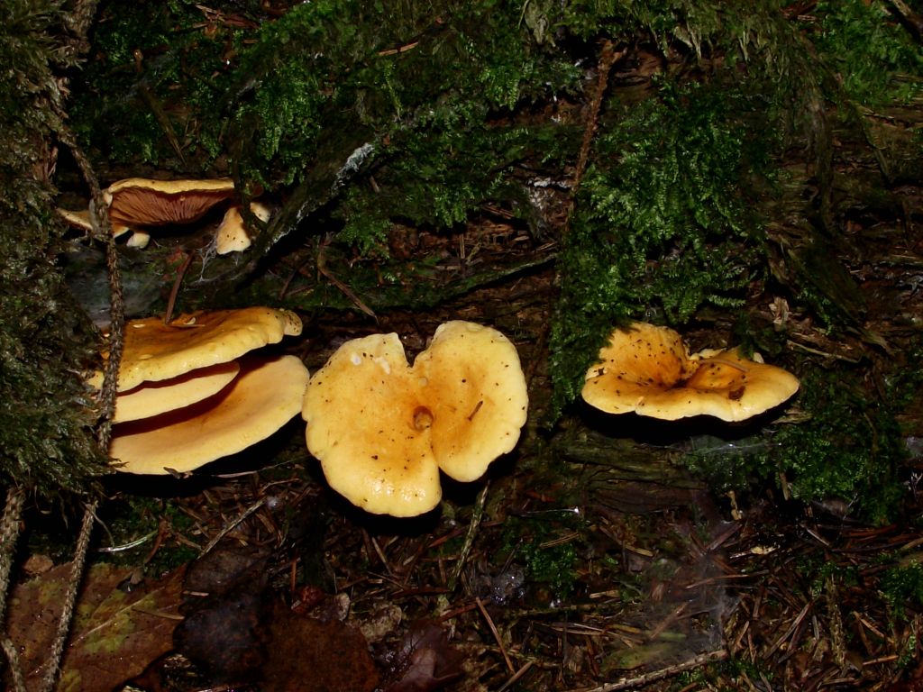 Falscher Pfifferling (Hygrophoropsis aurantiaca) » Bestimmung ...