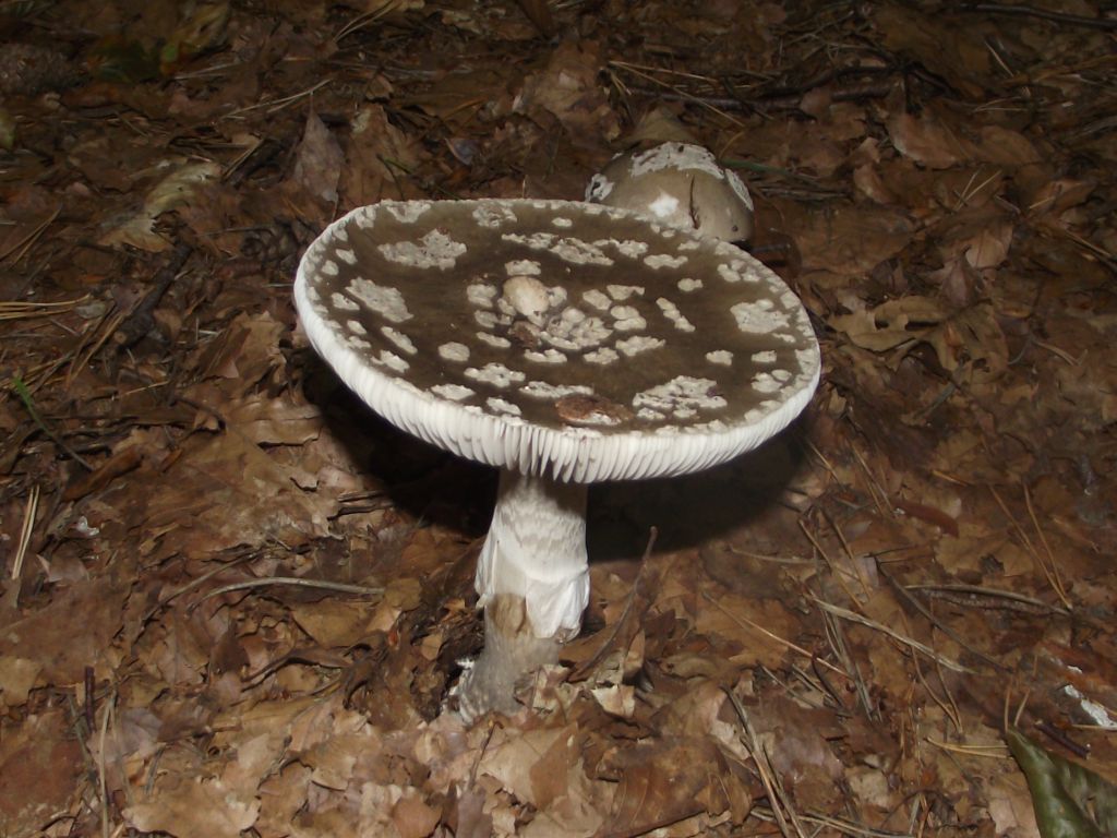 Grauer Wulstling, lat. Amanita excelsa - Steckbrief: Einordnung ...