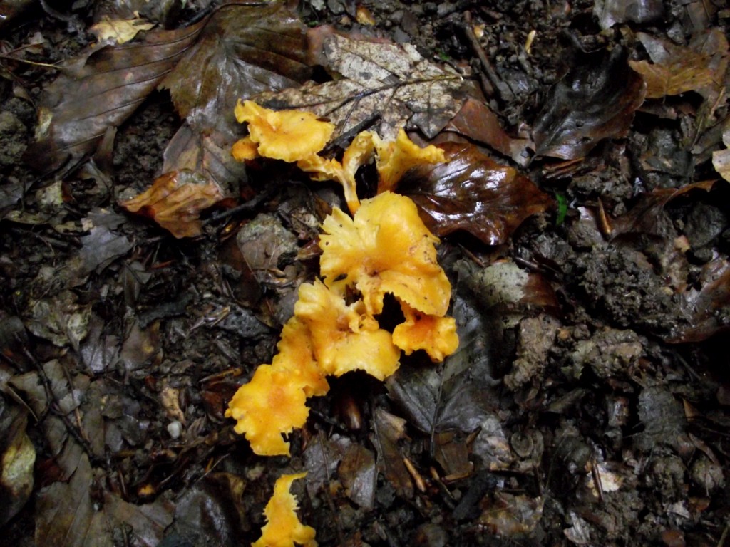 Samtiger Pfifferling (Cantharellus friesii) » Bestimmung & Steckbrief ...