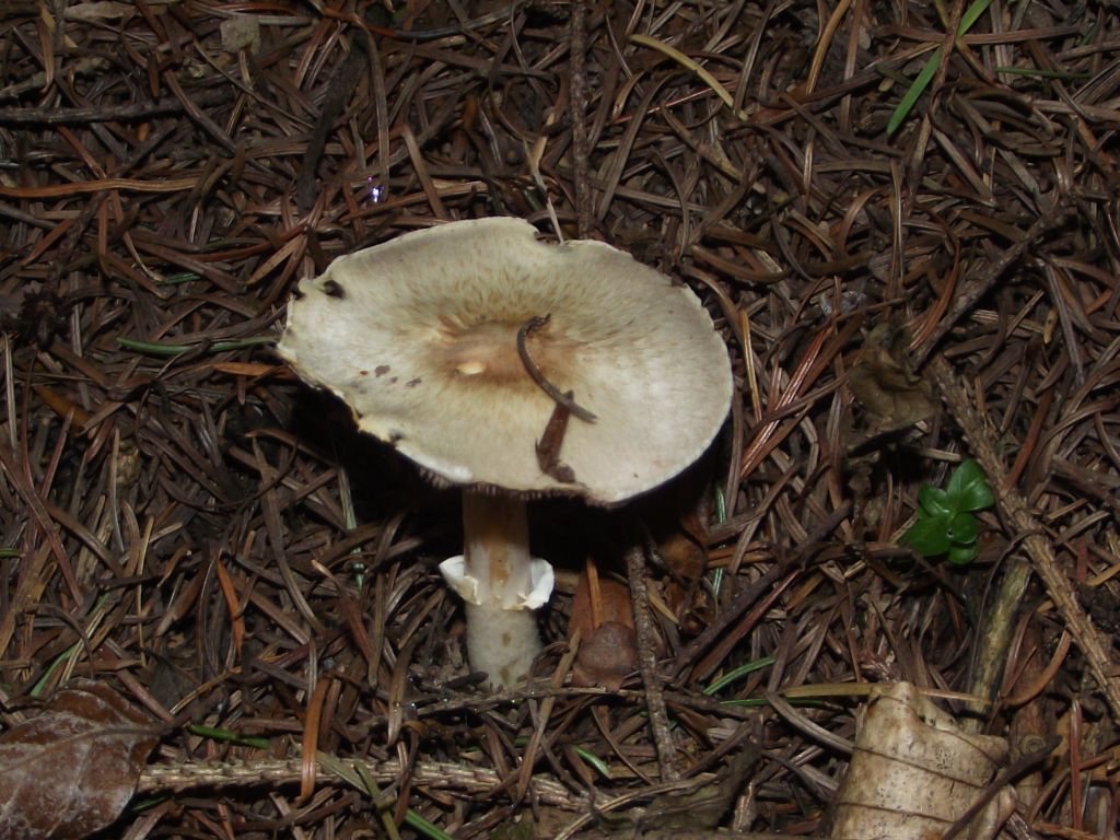Weinroter Zwergegerling (Agaricus semotus ) » Bestimmung & Steckbrief ...